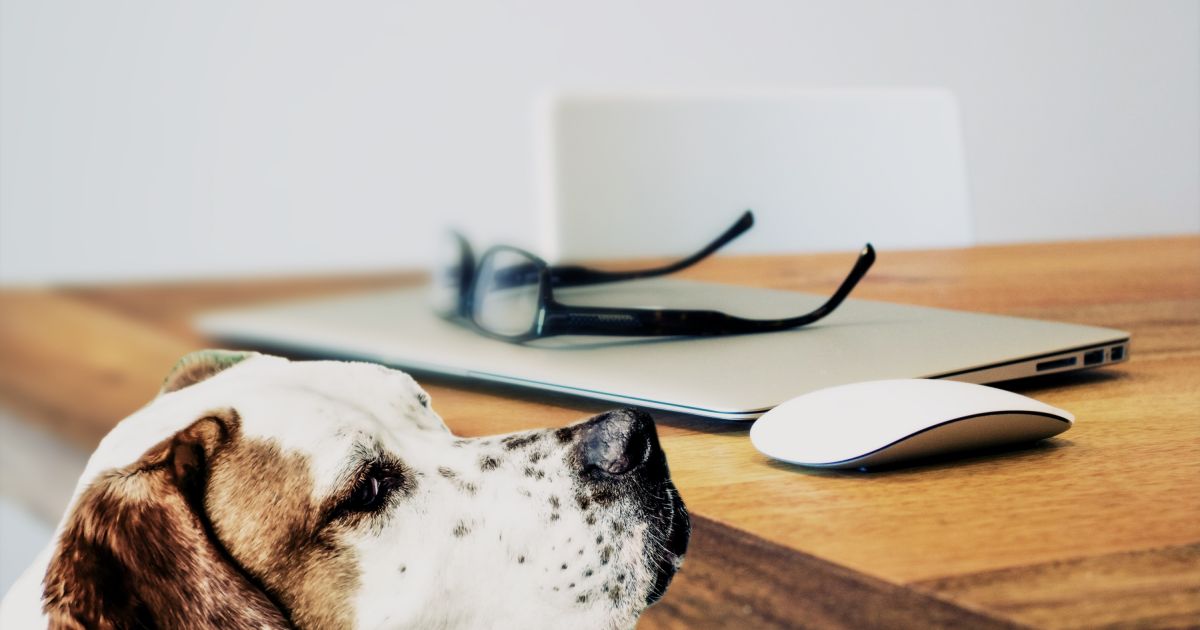 Thinking of taking your dog to the office? Here's our tips | RSPCA ...