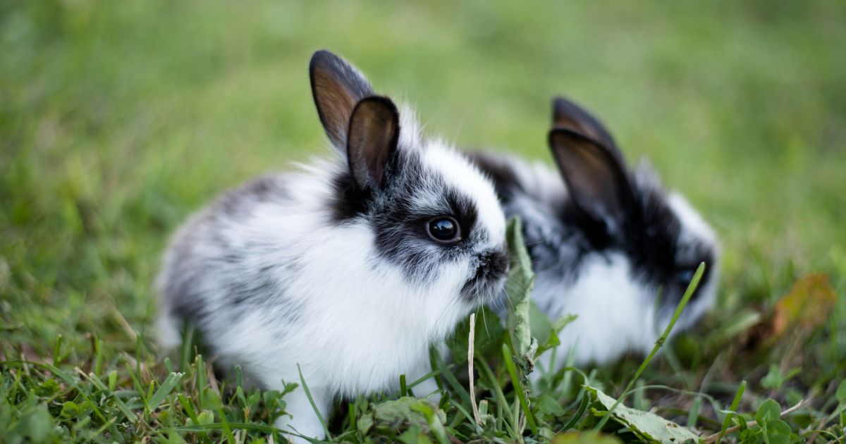 Keeping your pet rabbit happy | RSPCA Australia