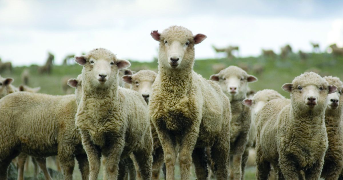 Live sheep export – Timeline of events | RSPCA Australia