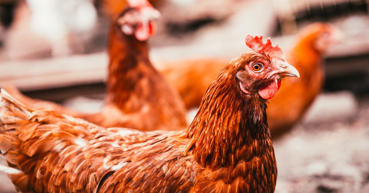 Why 2021 can be the year we free Aussie hens from battery cages | RSPCA ...