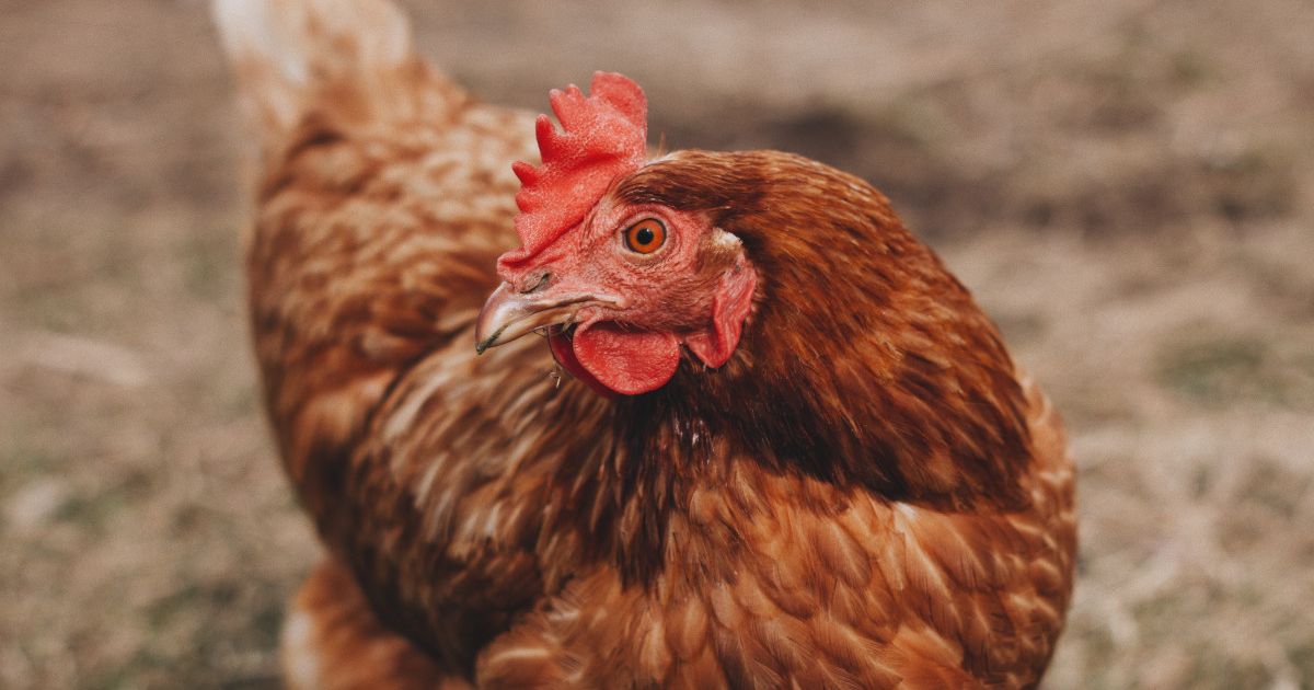 The many layers of layer hen welfare | RSPCA Australia