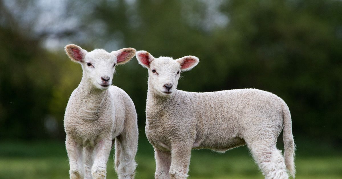 No matter how it’s spun, mulesing and sheep welfare don’t knit together ...