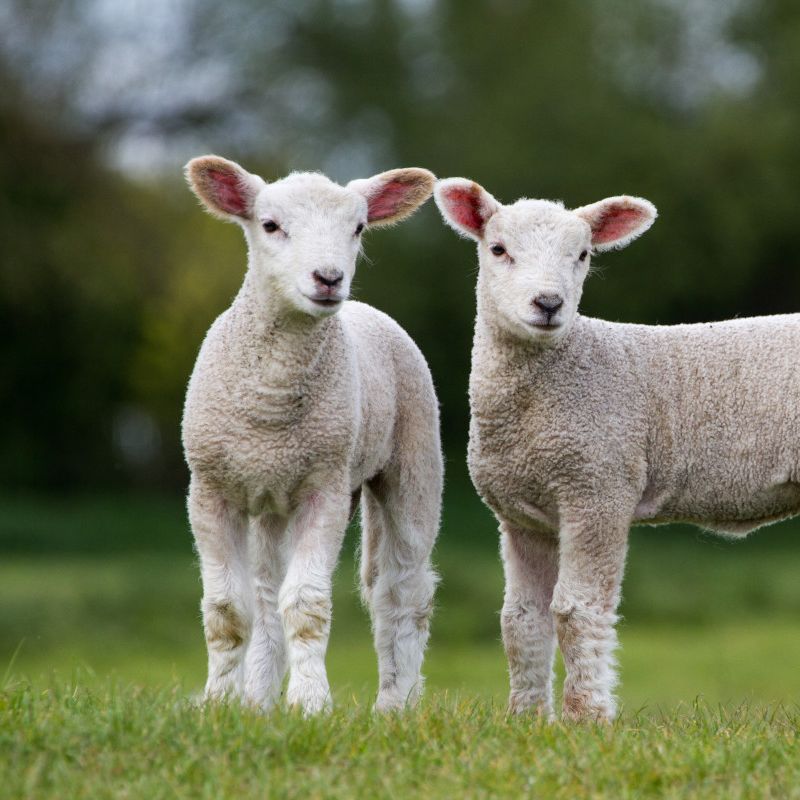 No matter how it’s spun, mulesing and sheep welfare don’t knit together ...