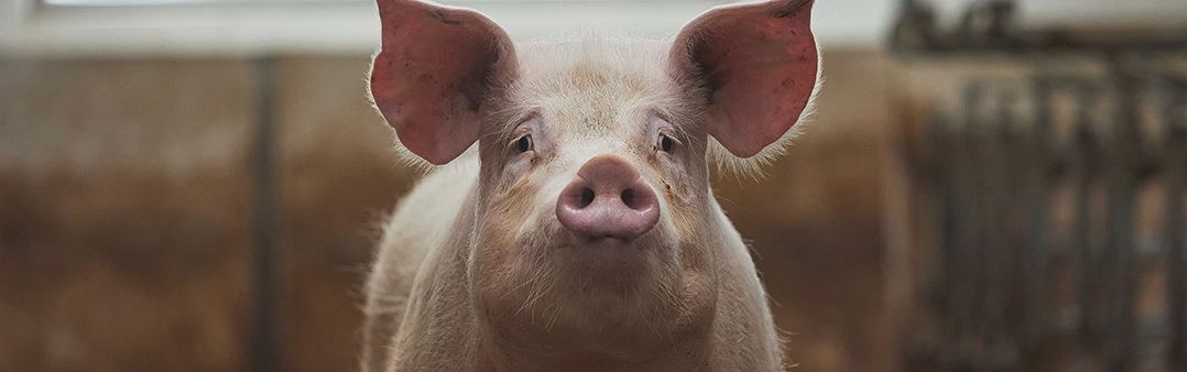 Latest News | RSPCA Australia