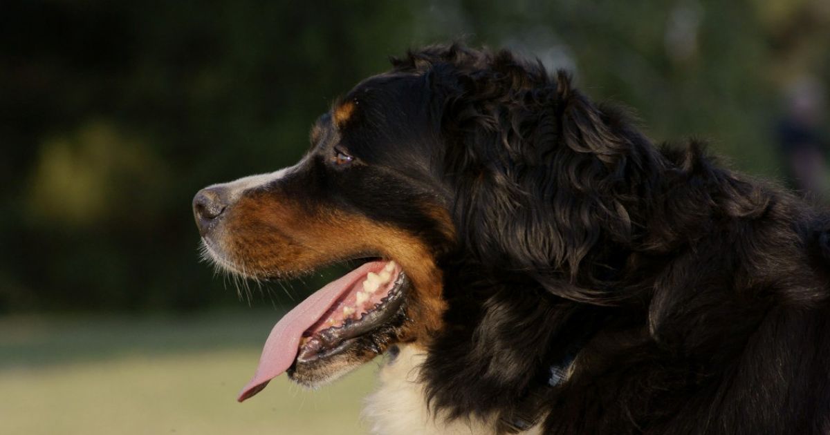 What you need to know about positive dog training | RSPCA Australia