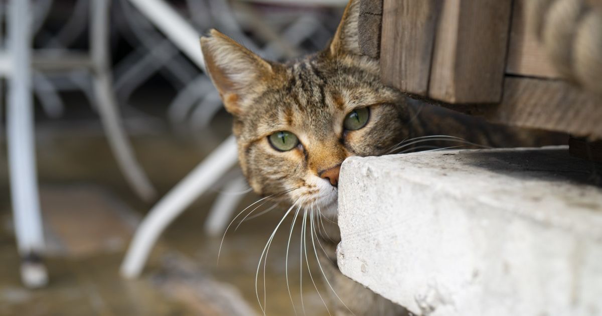 Feral cats and cat management: what you need to know. | RSPCA Australia
