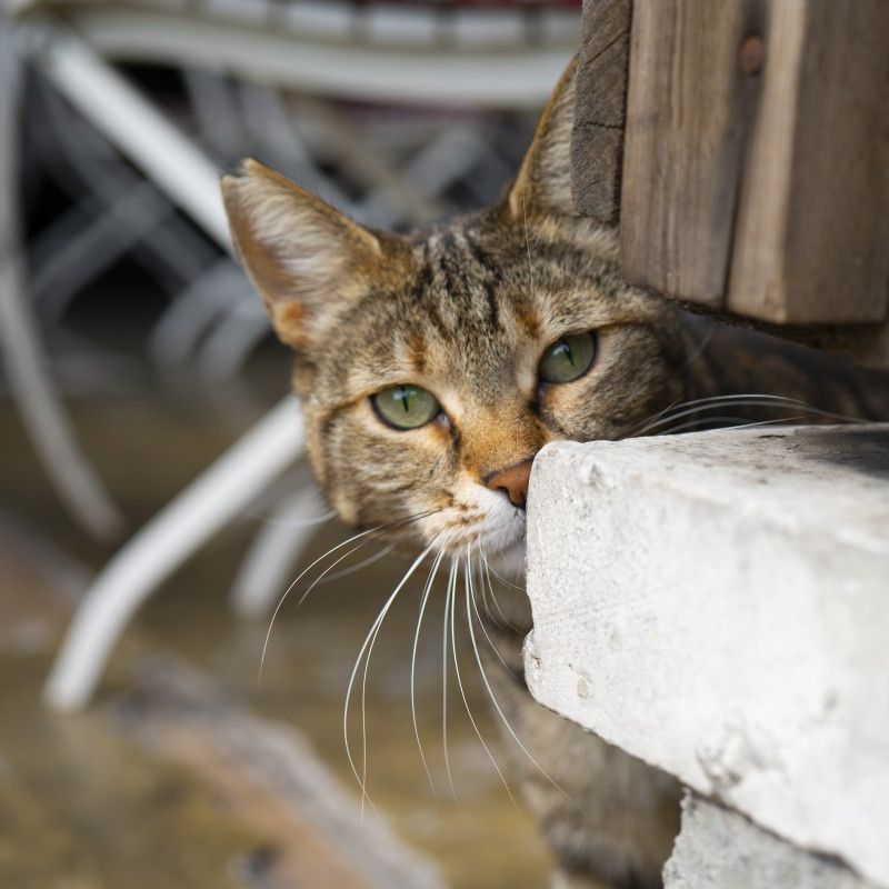 Feral cats and cat management: what you need to know. | RSPCA Australia
