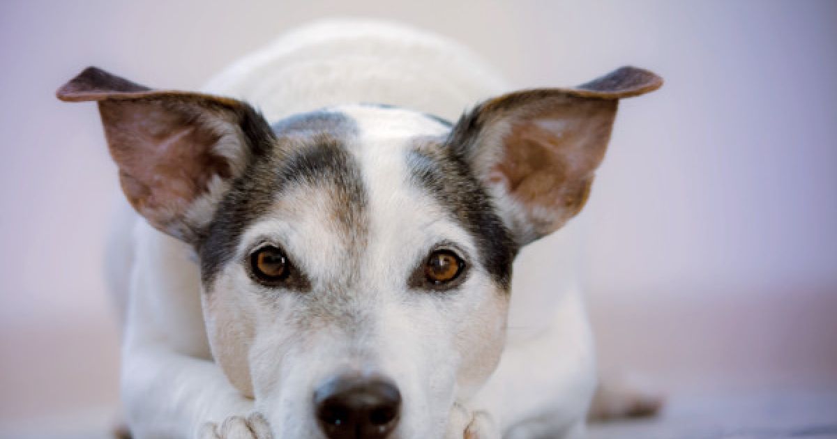 RSPCA Australia welcomes stronger protections for animals and victim ...