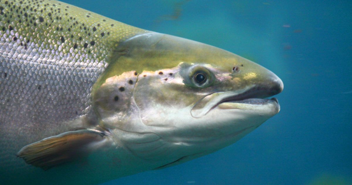 RSPCA Australia withdraws certification of Huon Aquaculture | RSPCA ...