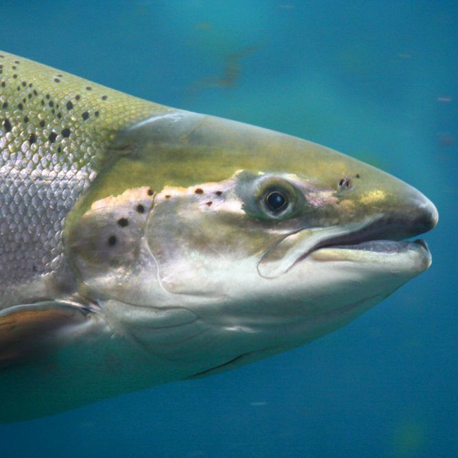 Diving into farmed Atlantic salmon welfare, part 3 | RSPCA Australia