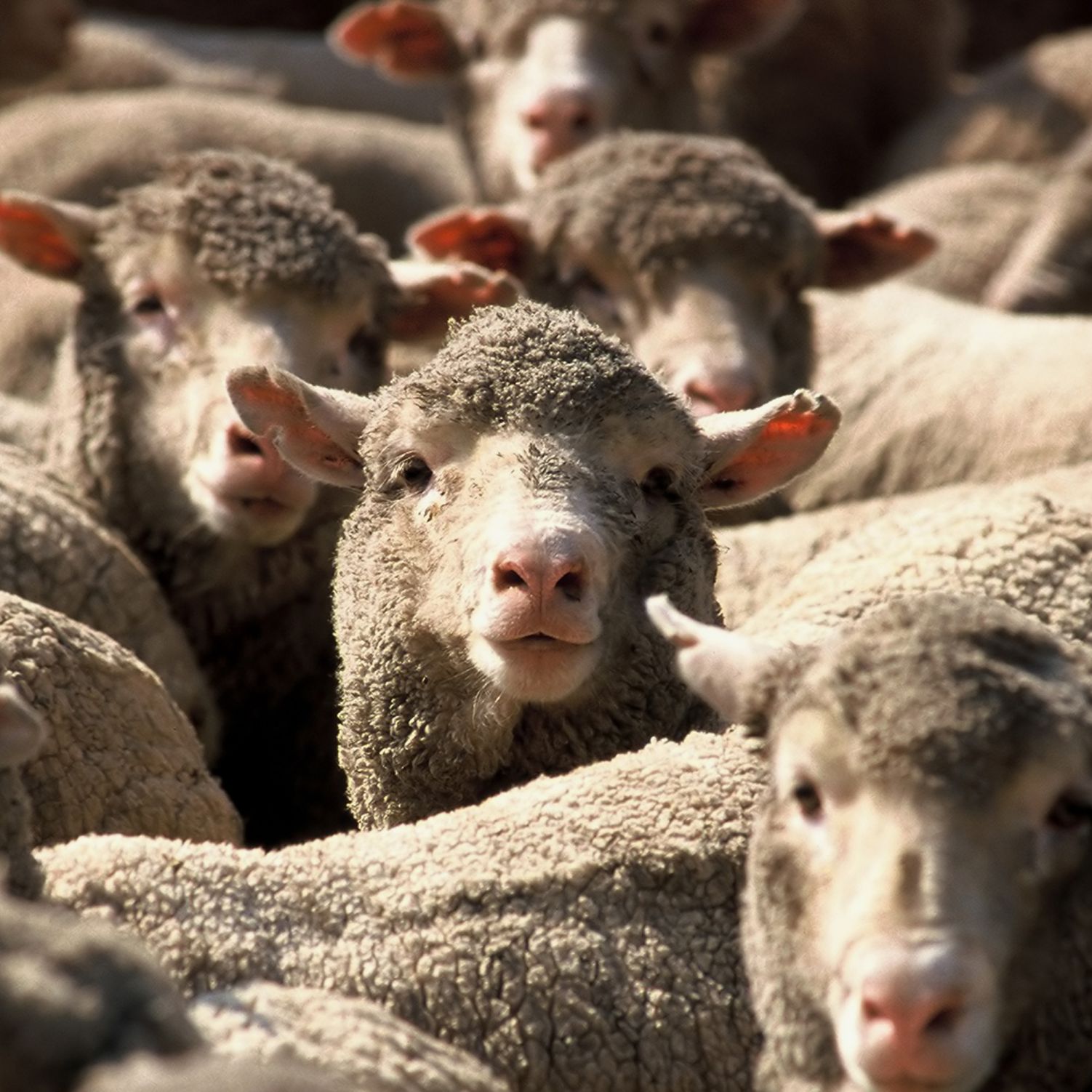 Historic moment as Bill to end live sheep export introduced by the ...