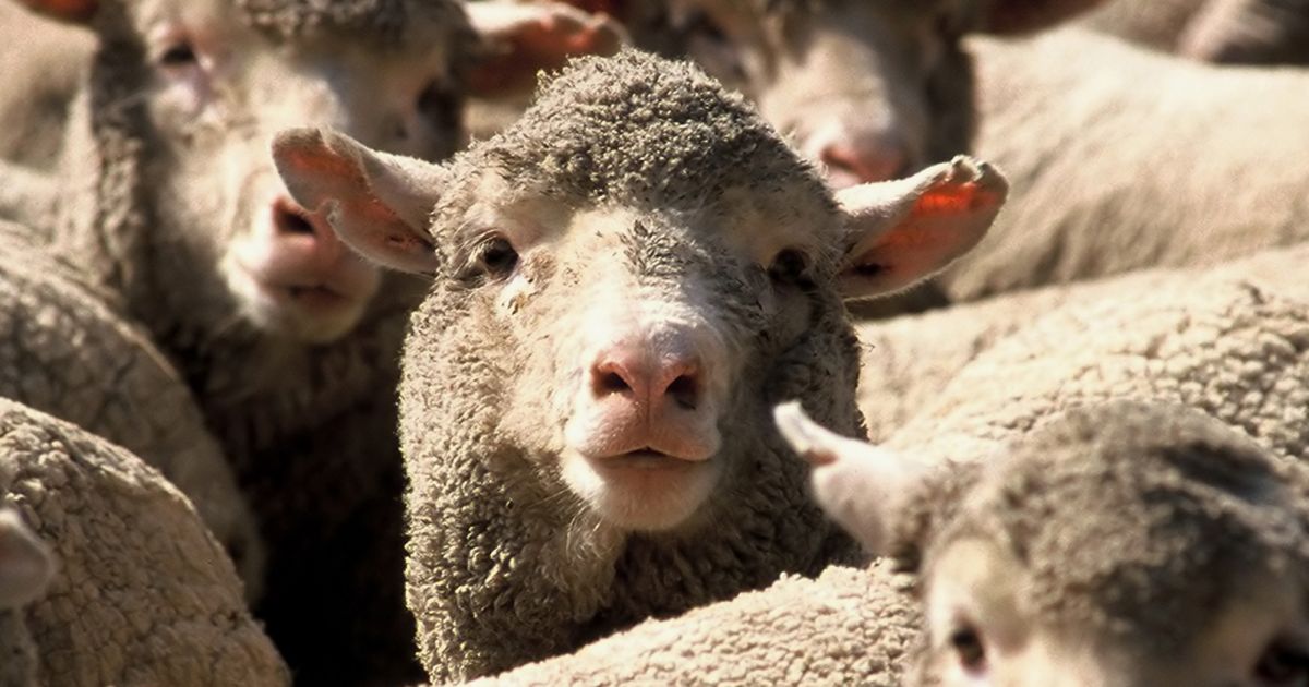 An OPEN LETTER from animal protection groups to live exporters | RSPCA ...