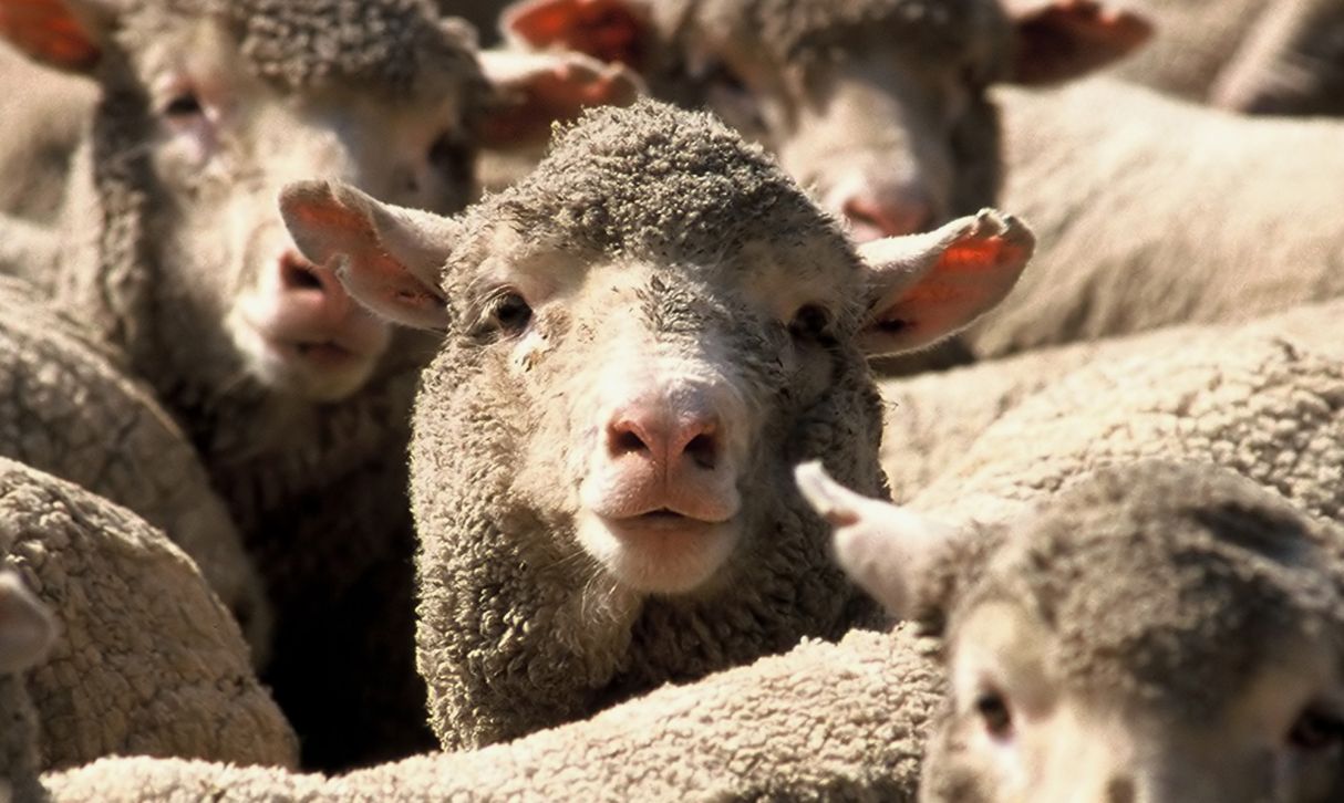 Live sheep export | RSPCA Australia