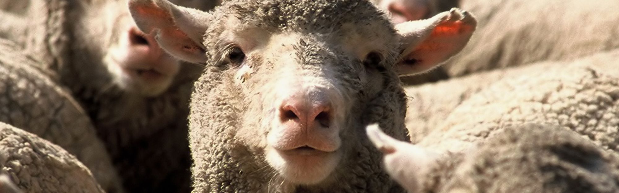 Media centre | RSPCA Australia