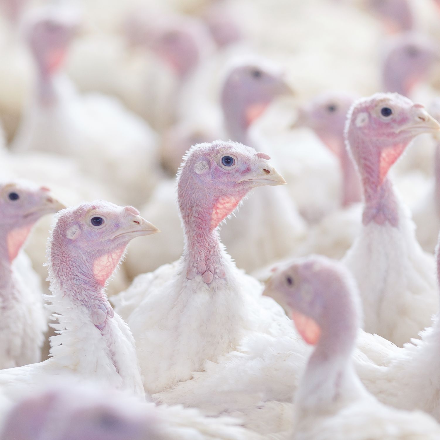 What is the most humane way to handle animals prior to slaughter ...