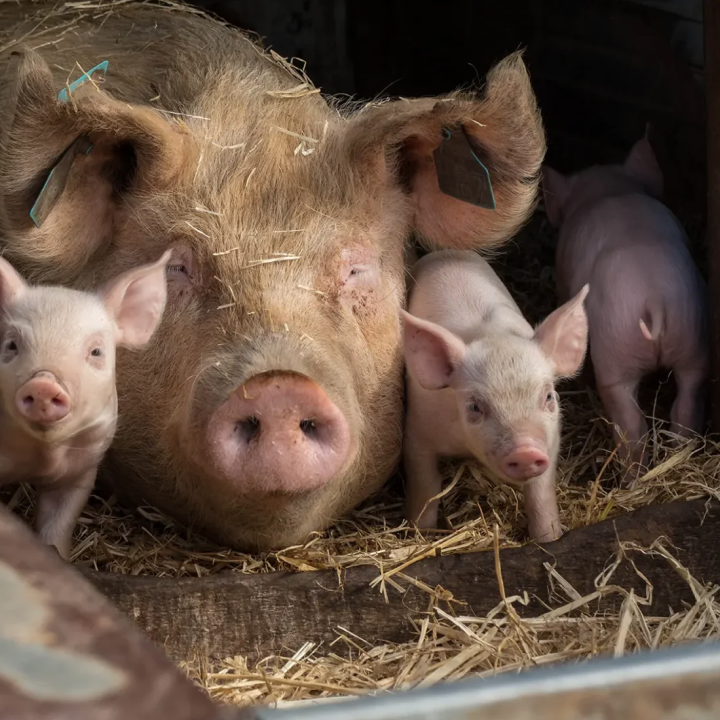 Our role | RSPCA Australia