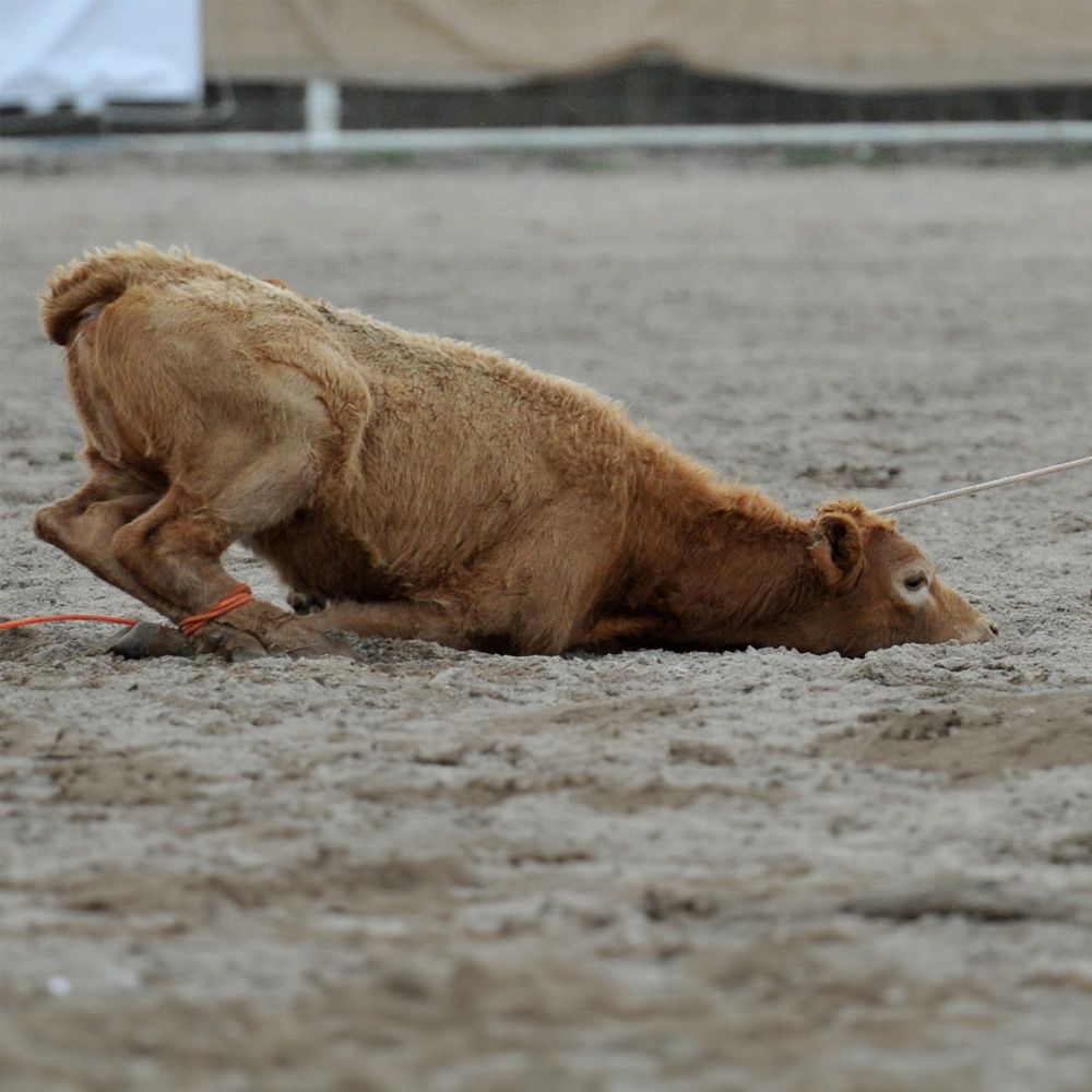 Calf roping in rodeos | RSPCA Australia