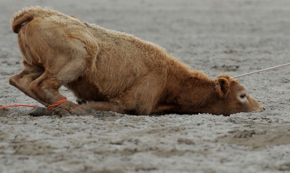 Key issues | RSPCA Australia