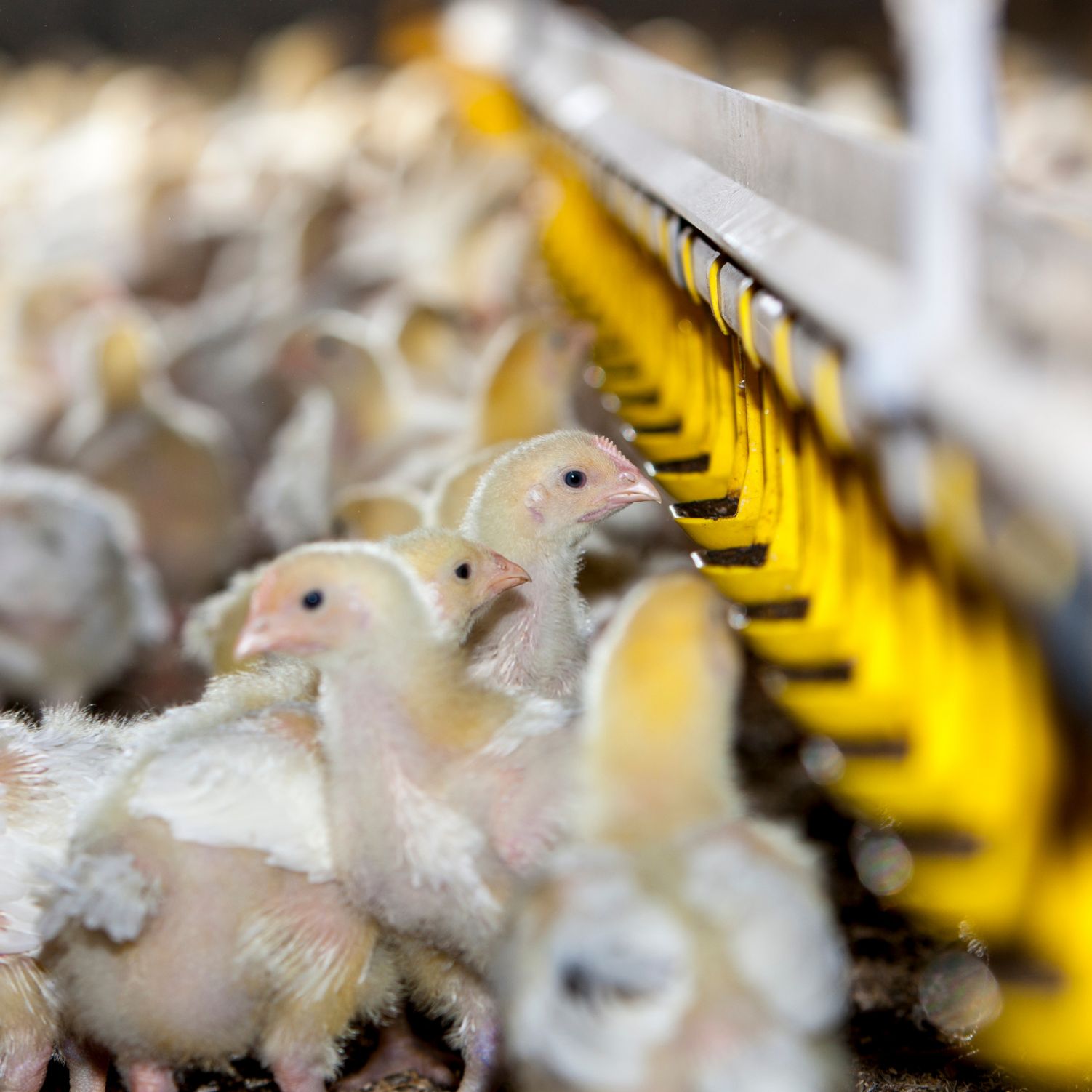 Meat chickens | RSPCA Australia