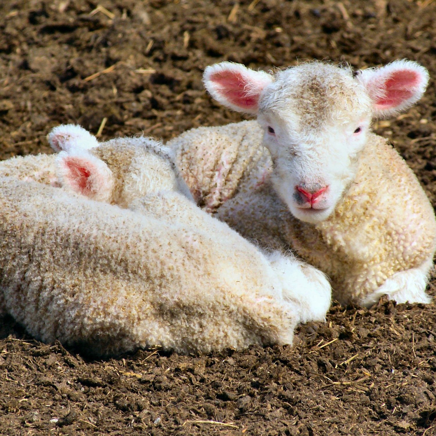 Sheep mulesing | RSPCA Australia