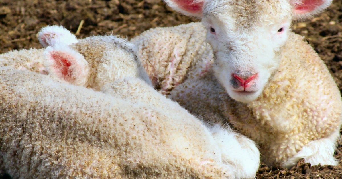 Sheep mulesing | RSPCA Australia