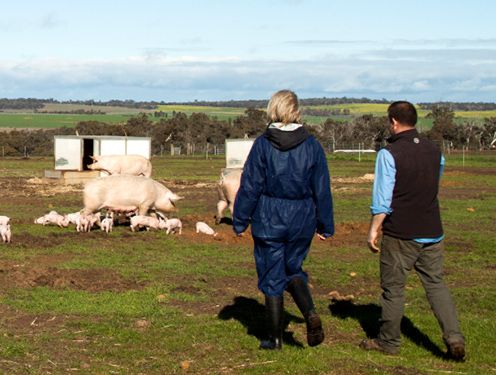 Farm animal welfare | RSPCA Australia