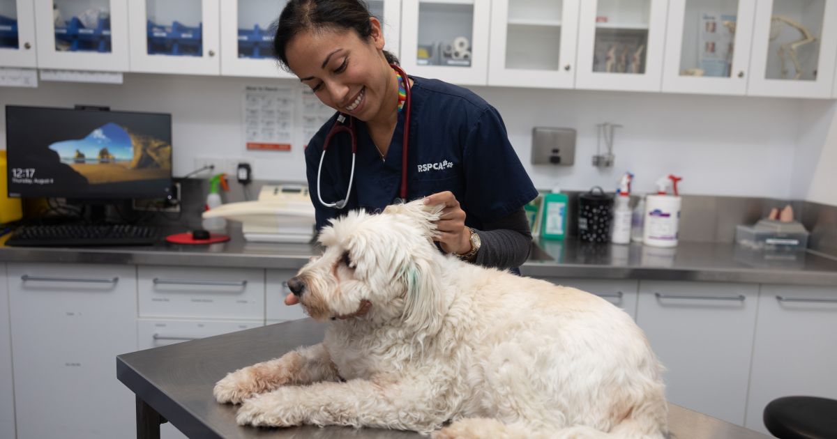 Caring for animals | RSPCA Australia