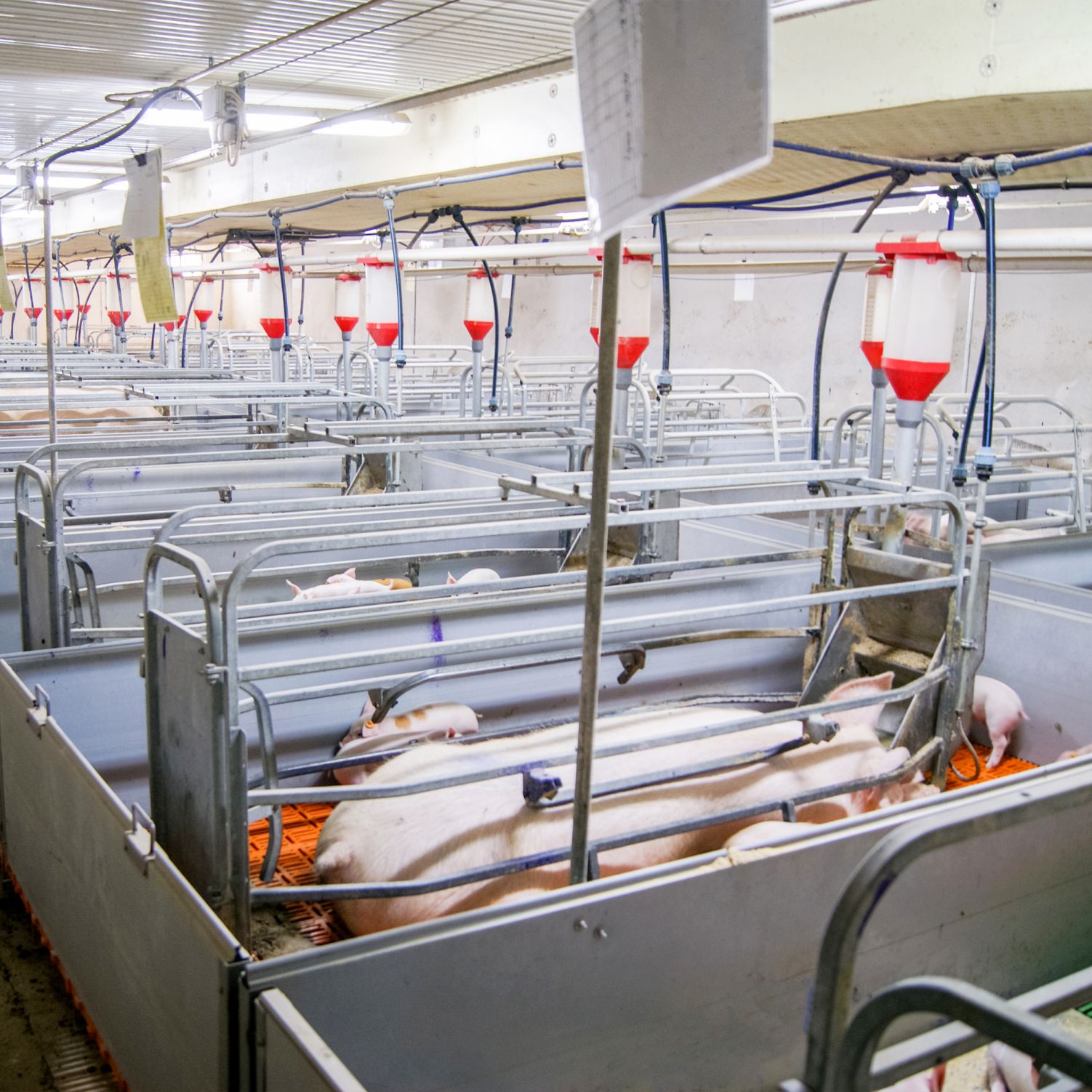 Why the confinement of pigs needs addressing urgently | RSPCA Australia