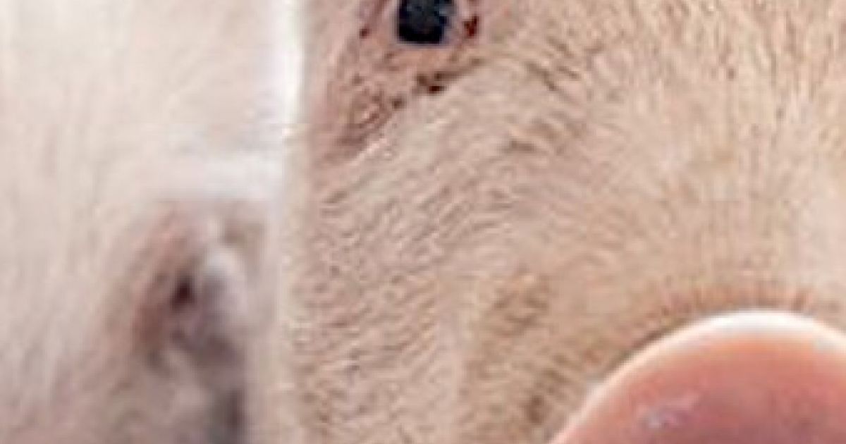 What is RSPCA Approved? | RSPCA Australia