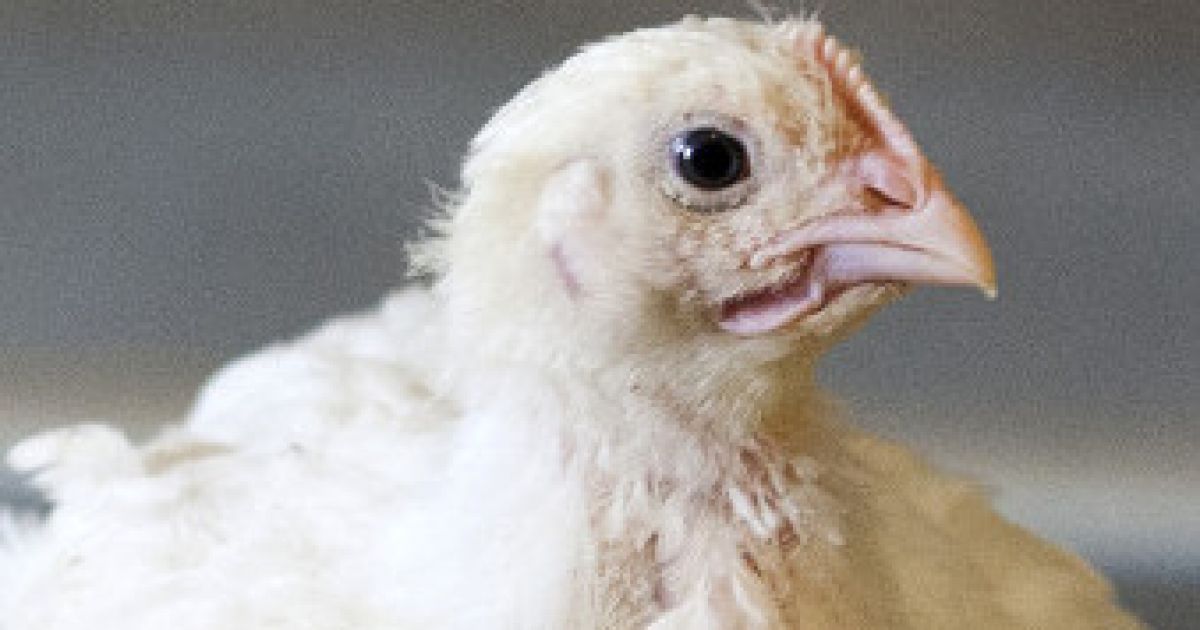 How are farm animals slaughtered in Australia, and should we be ...