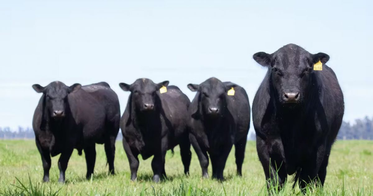 Beef cattle | RSPCA Australia
