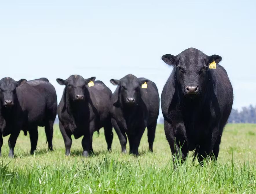 Beef cattle | RSPCA Australia