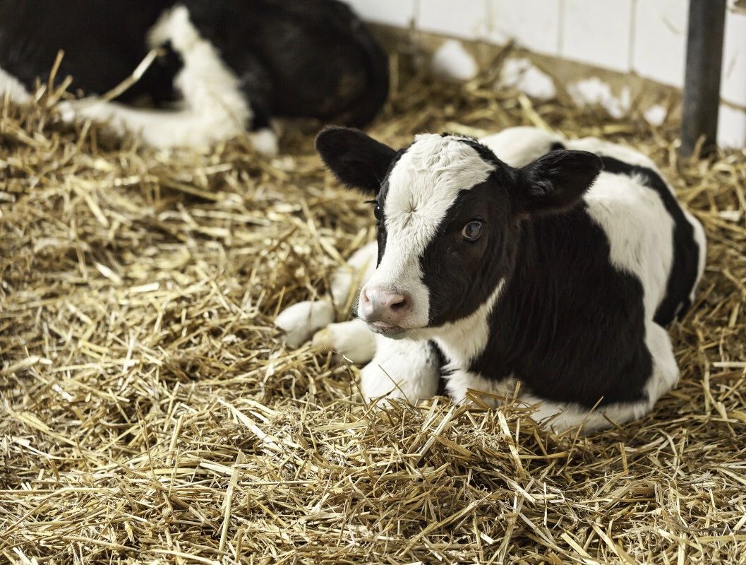 Dairy calves | RSPCA Australia