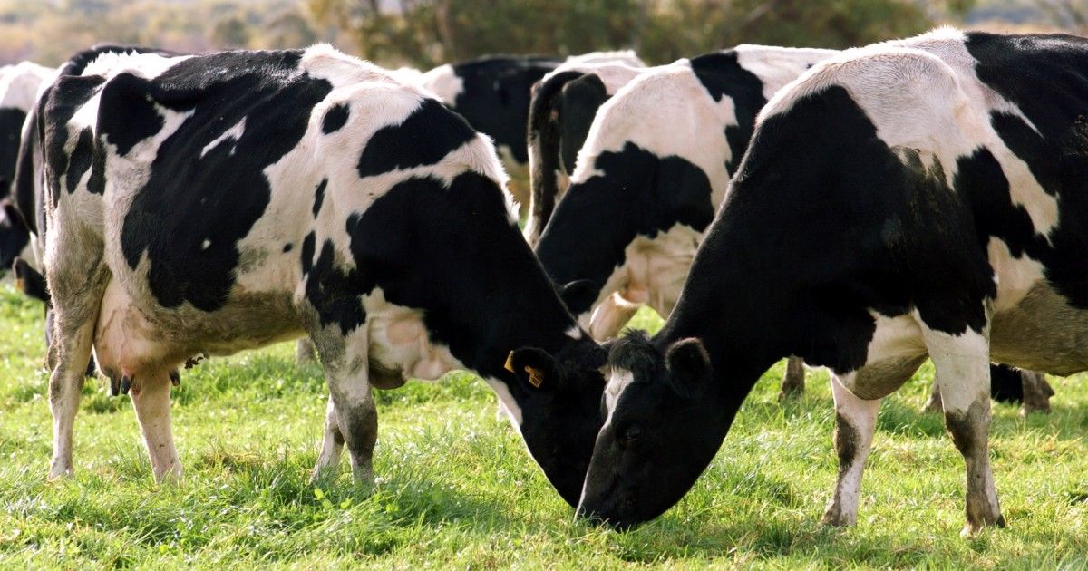 Dairy cattle | RSPCA Australia