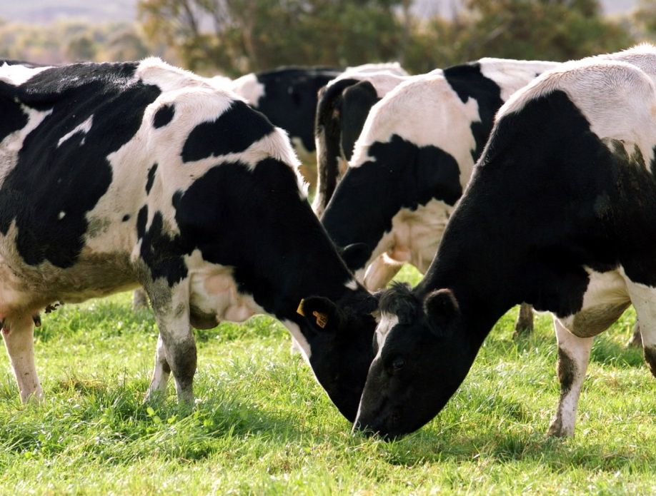 Dairy cattle | RSPCA Australia