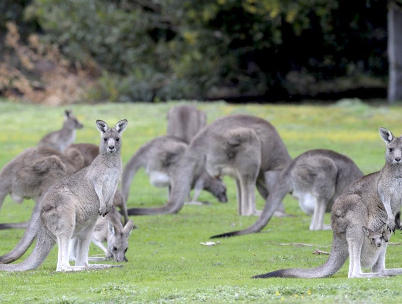 Kangaroos | RSPCA Australia
