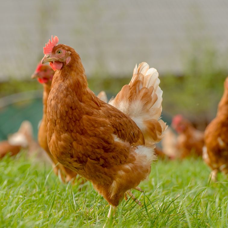 Layer hens | RSPCA Australia