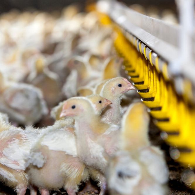 Driving real and tangible change in meat chicken welfare | RSPCA Australia