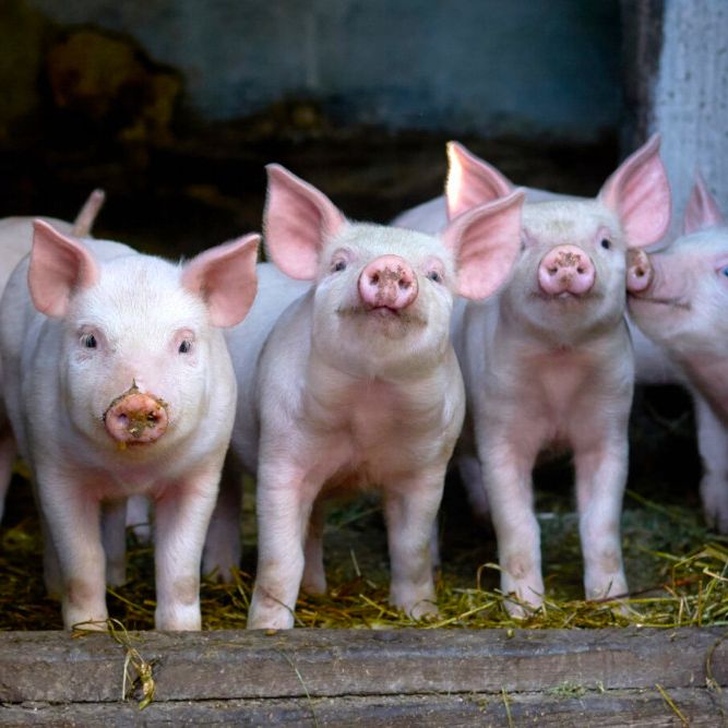 Pigs | RSPCA Australia