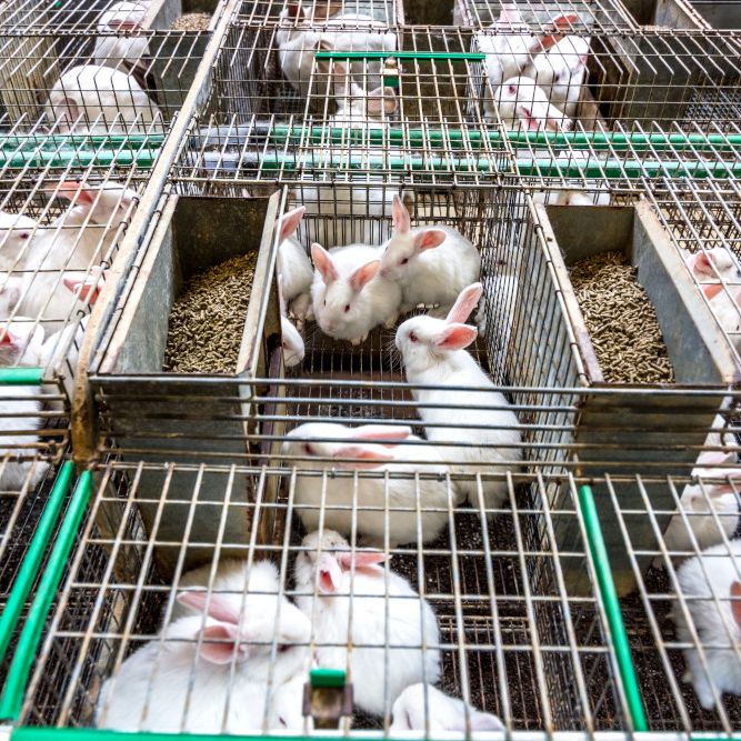 Rabbits | RSPCA Australia