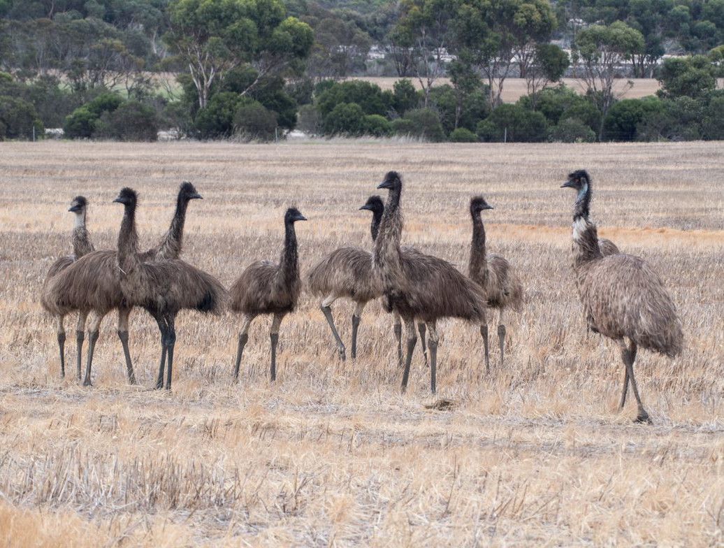 Ratites | RSPCA Australia