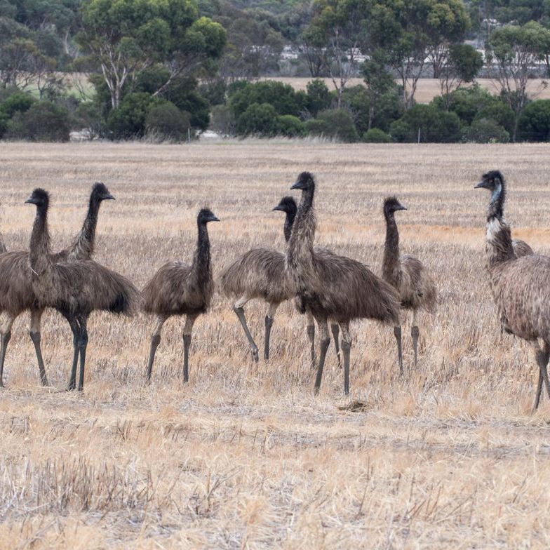 Ratites | RSPCA Australia