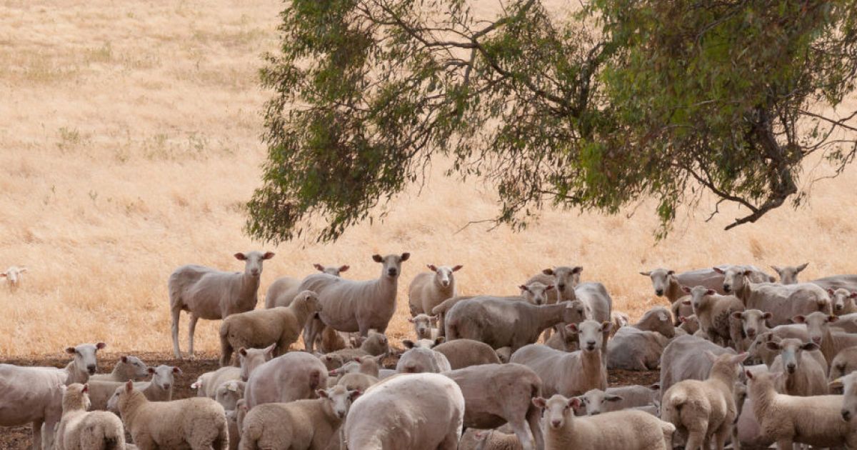 Sheep (meat) | RSPCA Australia