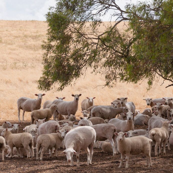 Sheep (meat) | RSPCA Australia