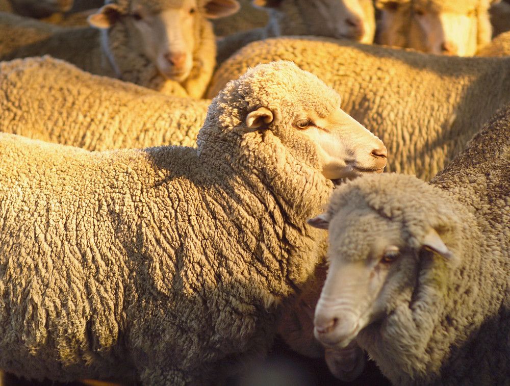 Sheep (wool) | RSPCA Australia