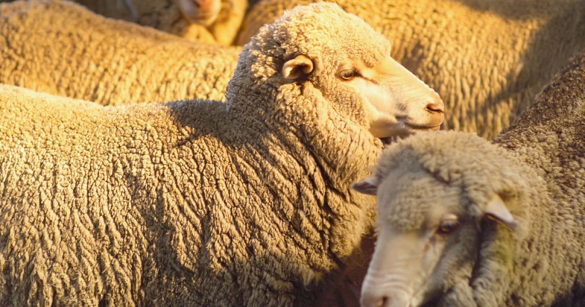 Sheep (wool) | RSPCA Australia