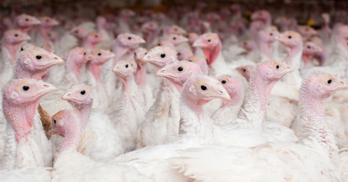 Turkeys | RSPCA Australia