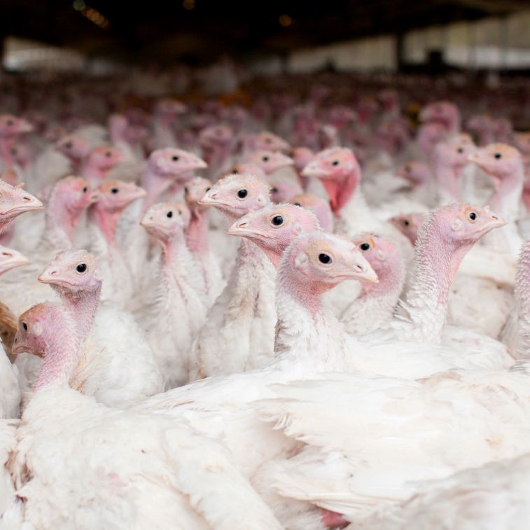 Turkeys | RSPCA Australia