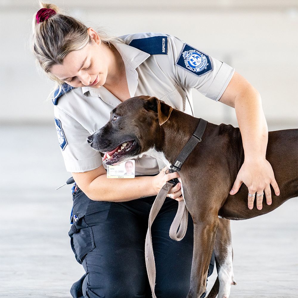 Enforcing the law | RSPCA Australia