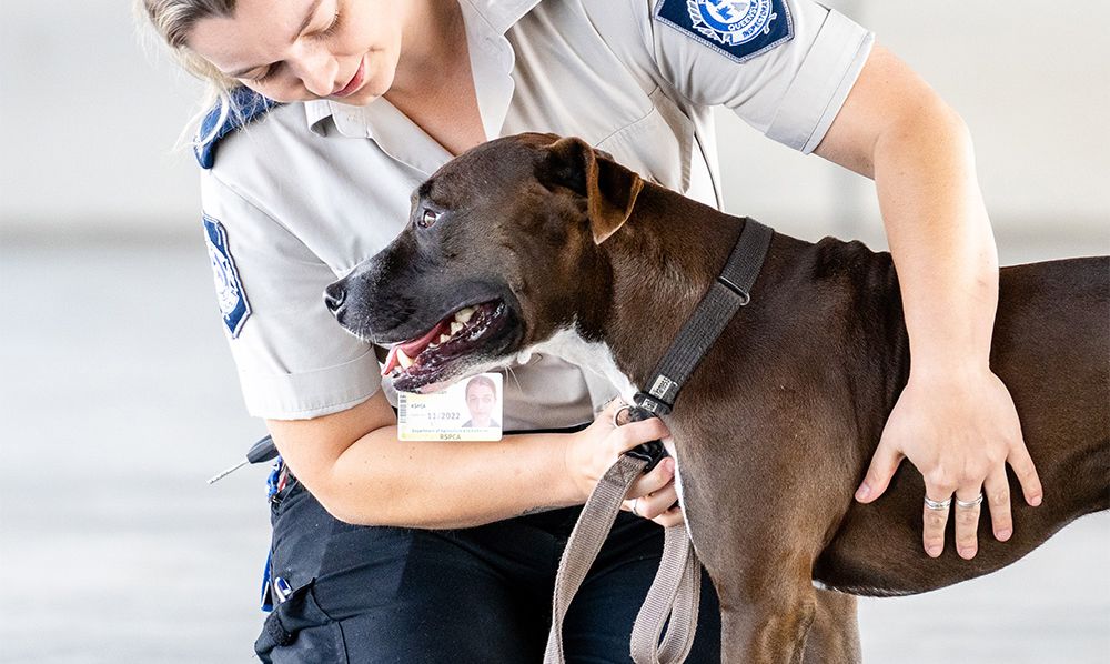 Our role | RSPCA Australia